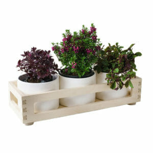 Single Birch Planter Box with Pot • That Little Shop